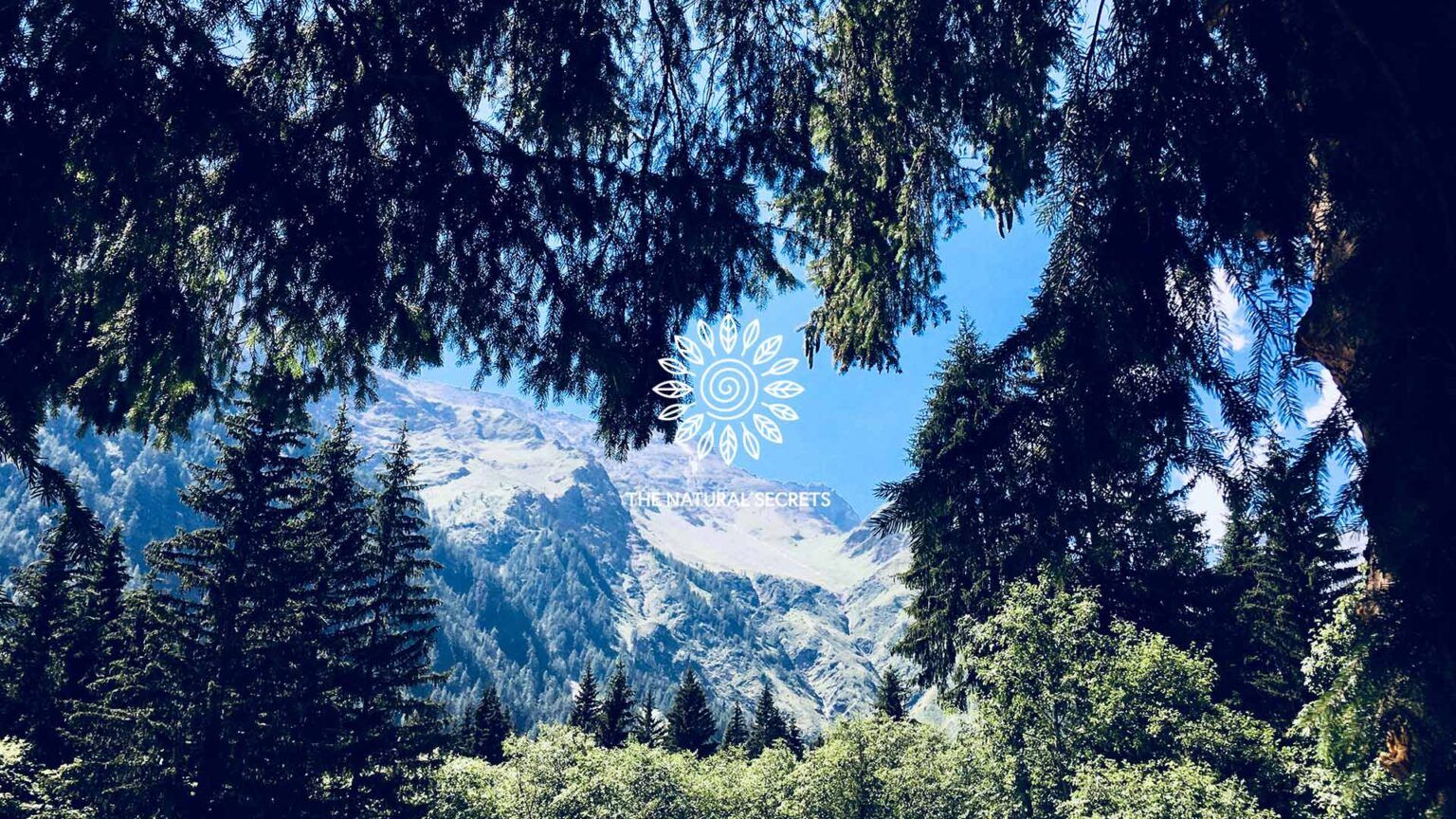 Phytoncides: Benefits for the Human Body Explained - The Natural Secrets